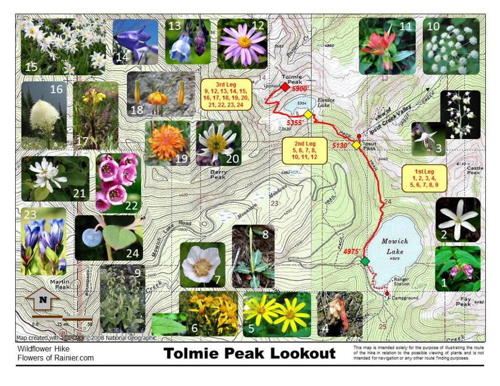 Tolmie Peak Lookout Hike - Flowers of Rainier