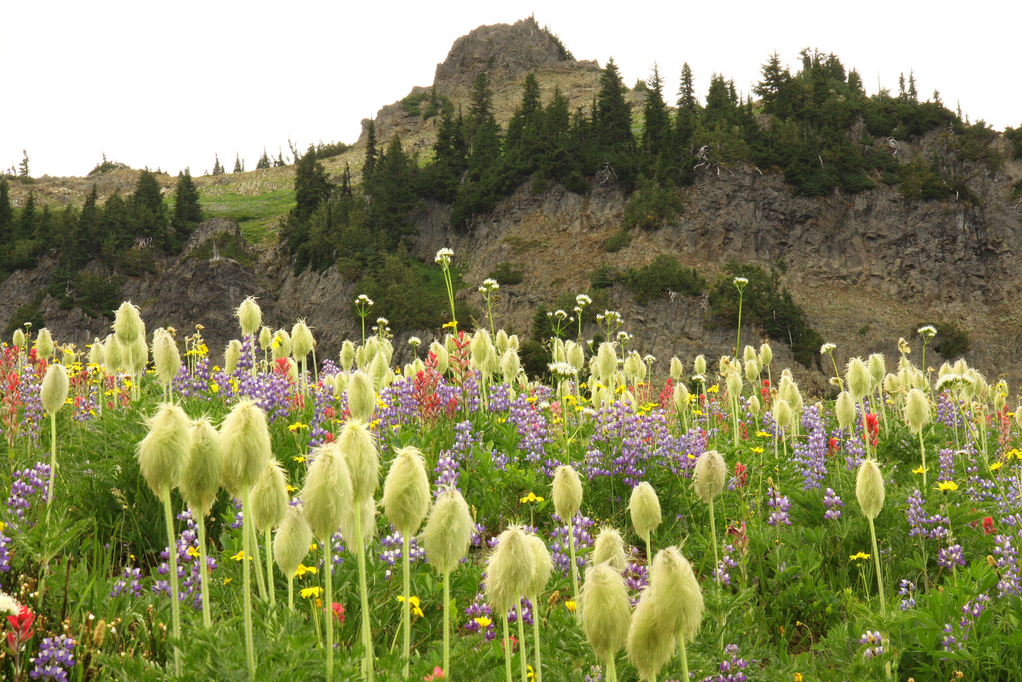 Wildflower Hikes - Flowers of Rainier